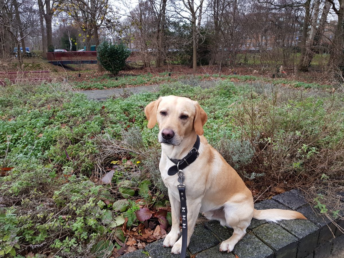 Dierenambulance: houd honden aan de lijn - Vlietnieuws