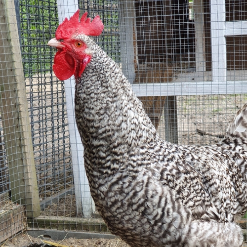 Haan moet bebouwde kom uit - Vlietnieuws