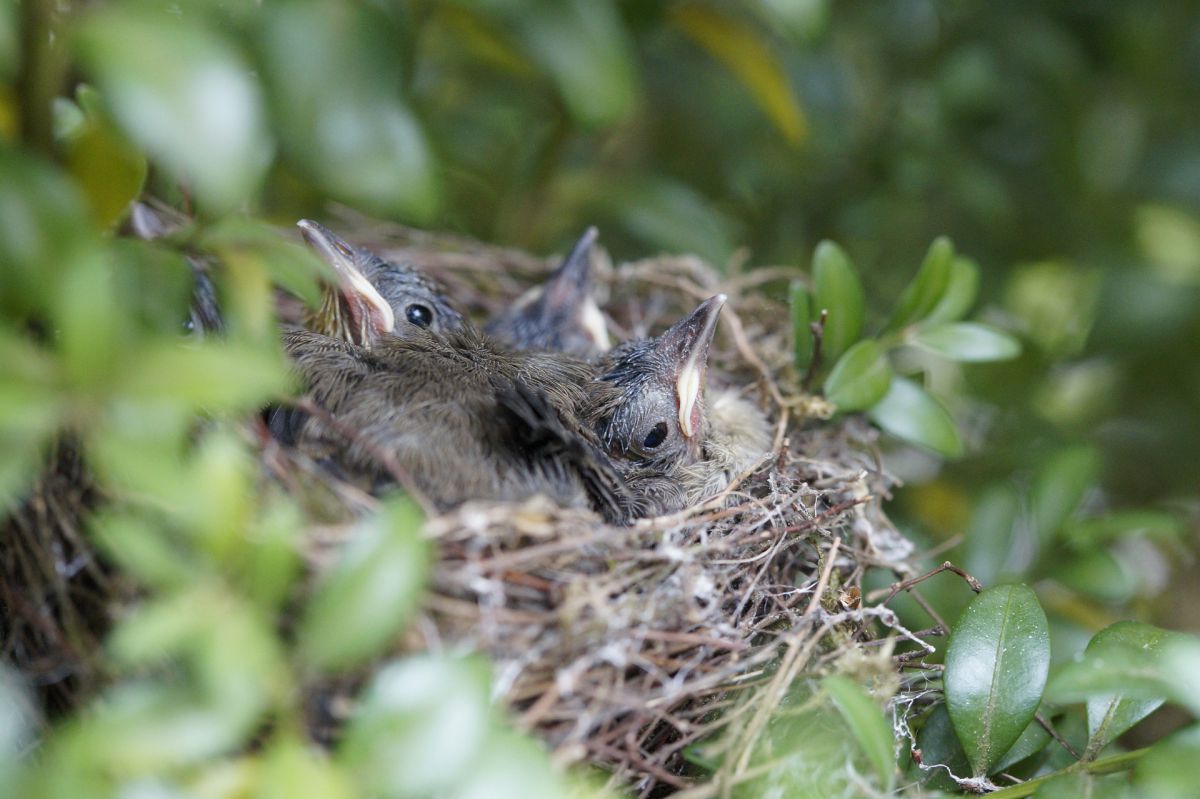 Wat te doen bij het vinden van jonge vogel - Vlietnieuws