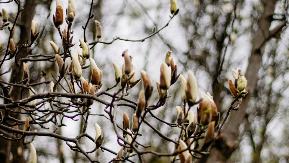 Deal over bouw 86 woningen - Vlietnieuws